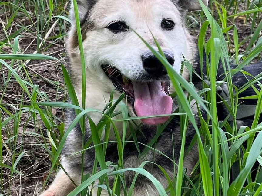 Собака Карла из Некрасовки собака-невидимка