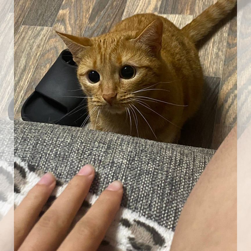 Взрослая кошка в добрые руки