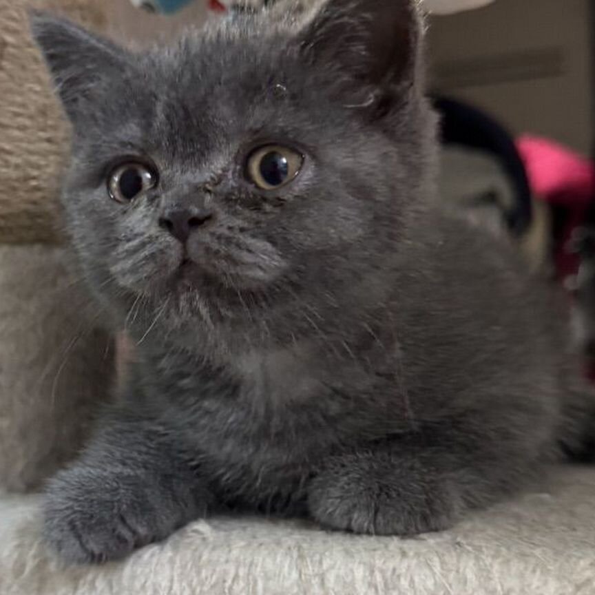 Шотландский вислоухий короткошёрстный котёнок