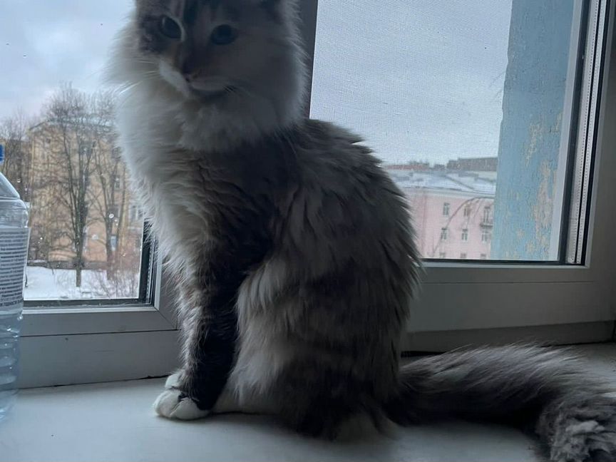 Норвежская лесная кошка