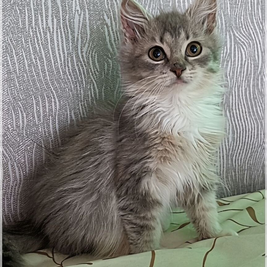 Сибирский котёнок