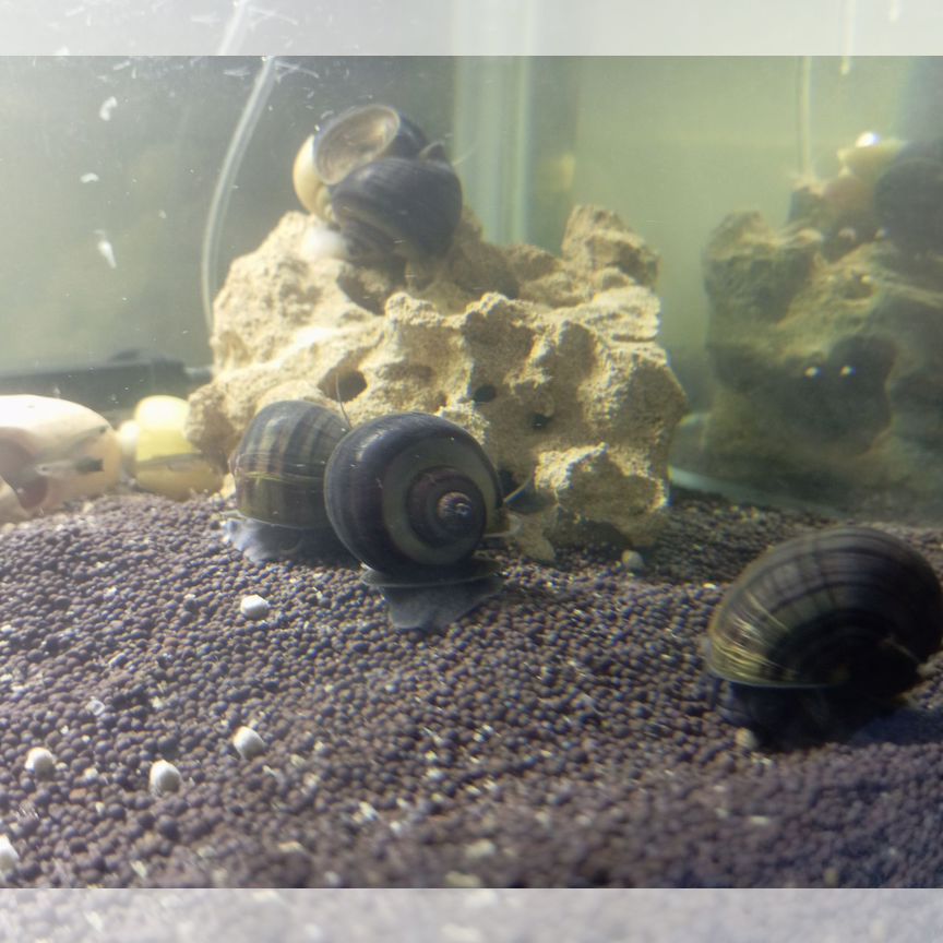 Улитка Ампулярия Черника