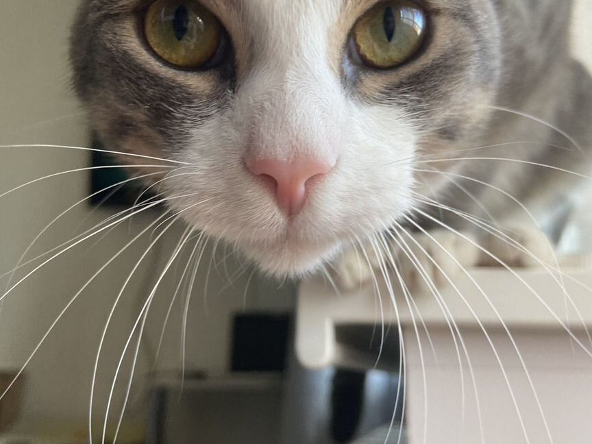Кот