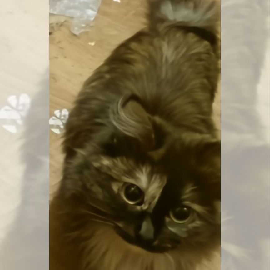 Взрослая, кошка в добрые руки