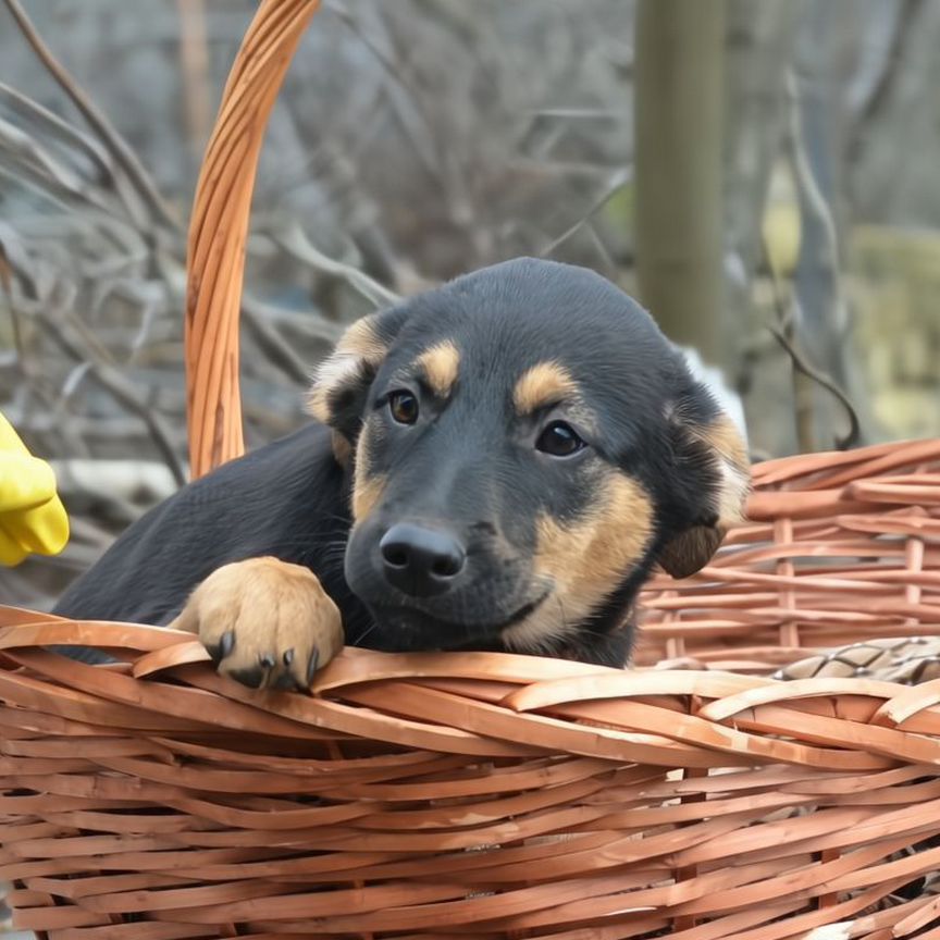 Щенок в добрые руки