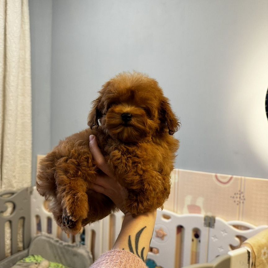 Мальтипу, щенок