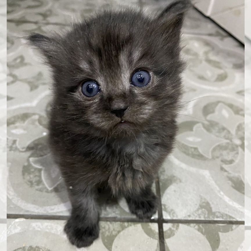 Турецкая ангора котёнок