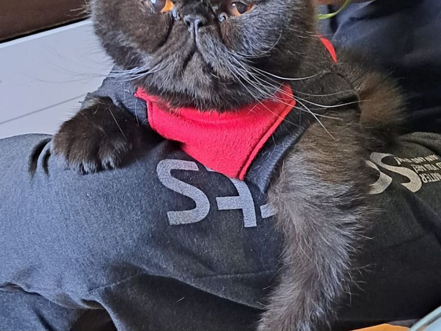 Экзотический котик