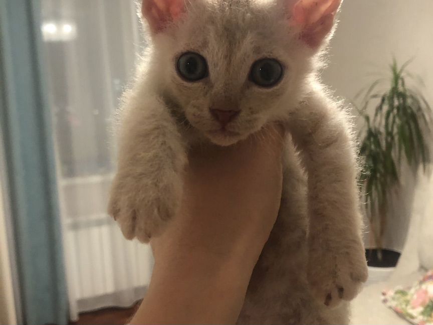 Кошка в дар