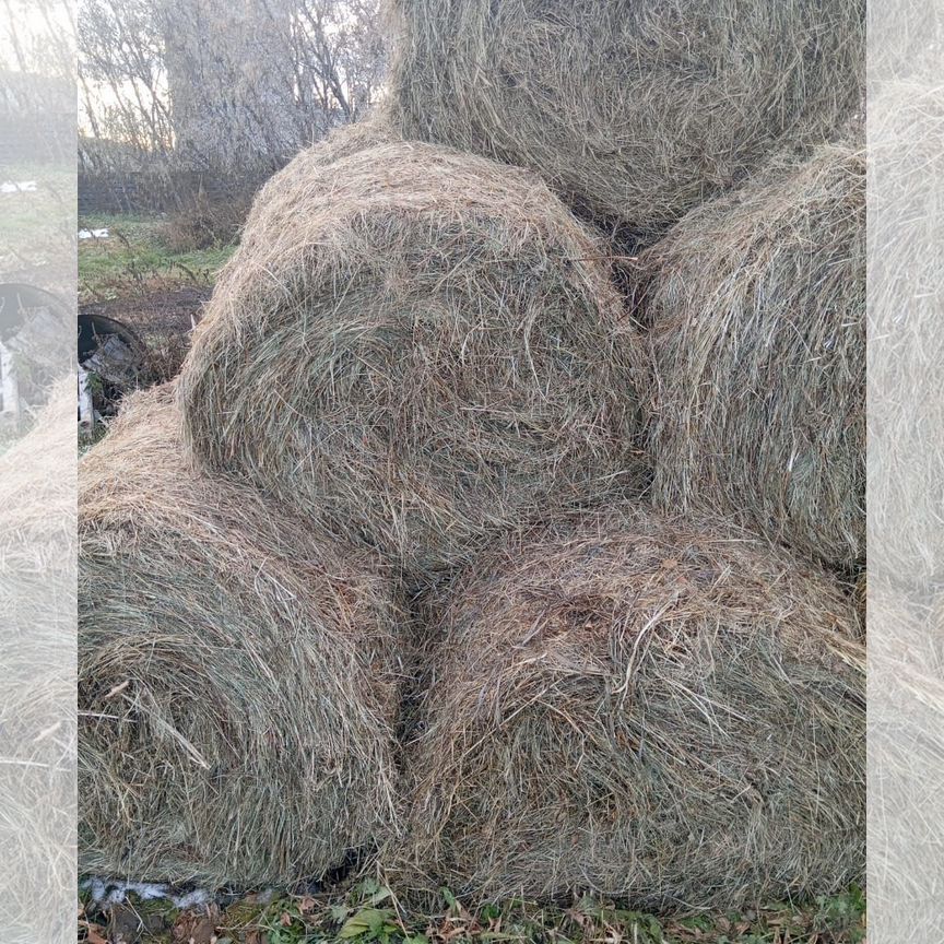 Продам сено, солому в рулонах