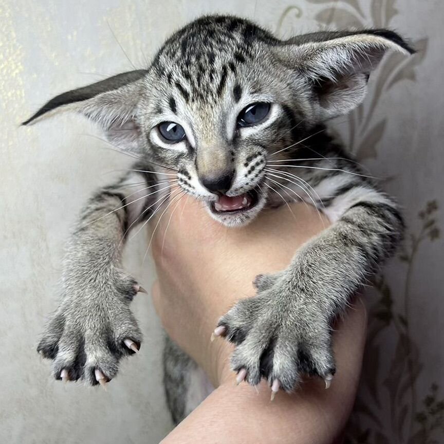 Ориентальный котёнок