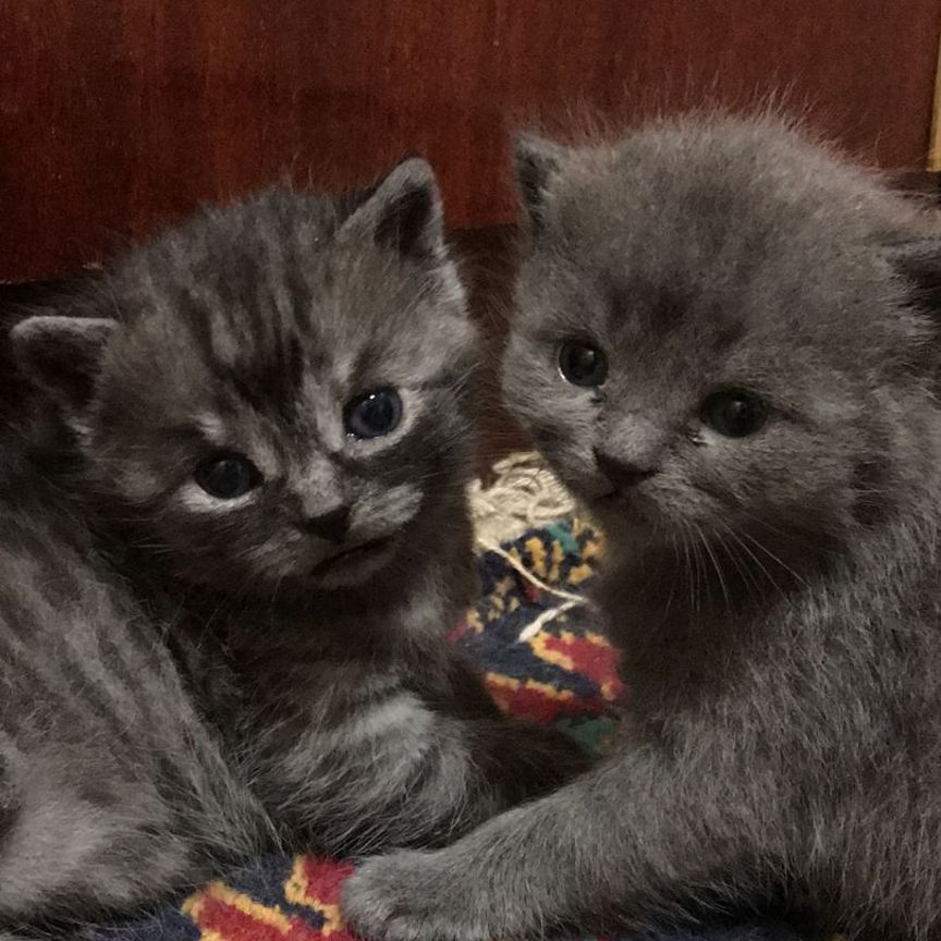 Котята в добрые руки 1 месяц