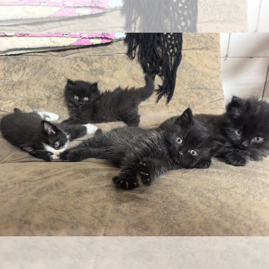 Котята отдам