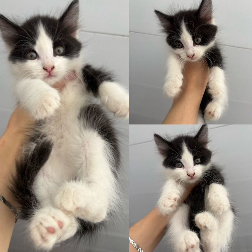 Котёнок в добрые руки