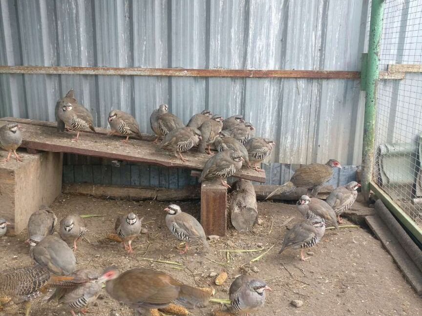 Фазаны серебро 2023 г