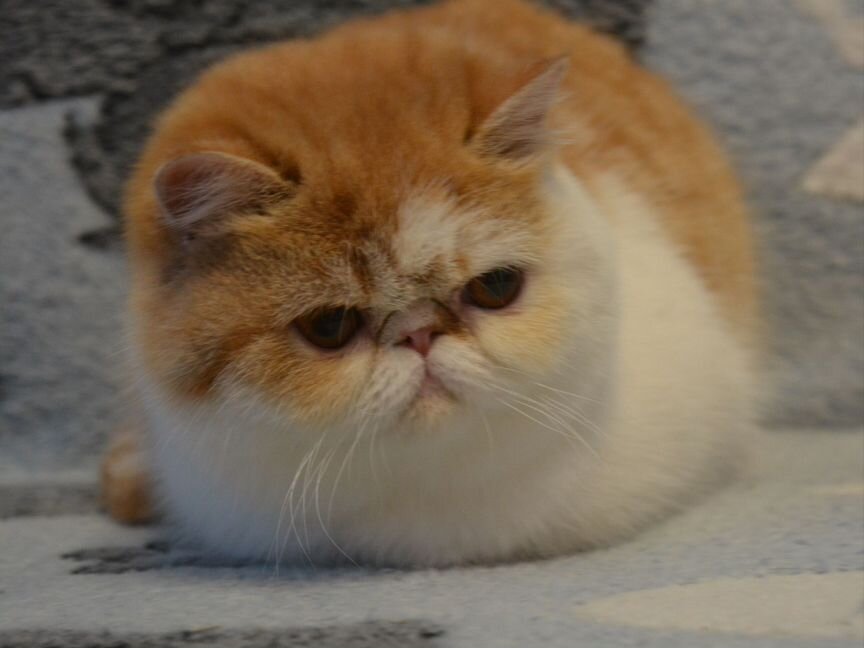 Красотка-экзоточка