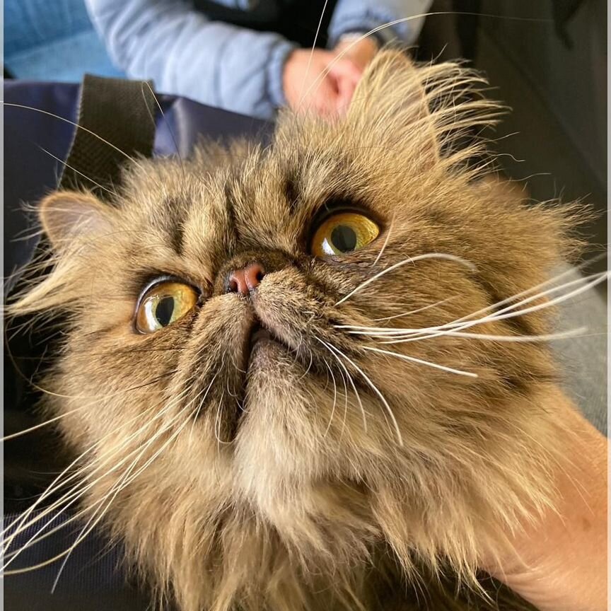 Экзотическая короткошёрстная кошка, взрослая