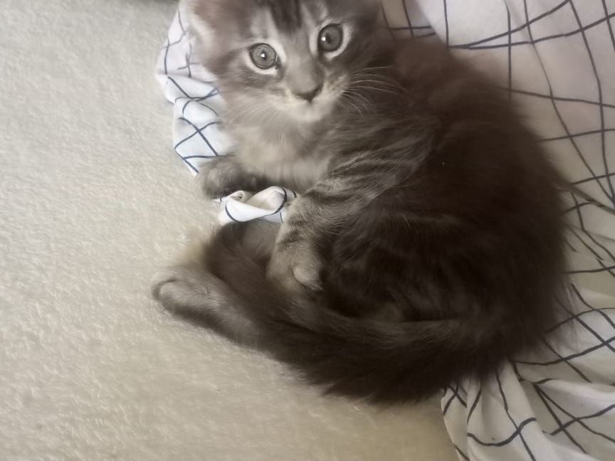 Котята мейн-кун