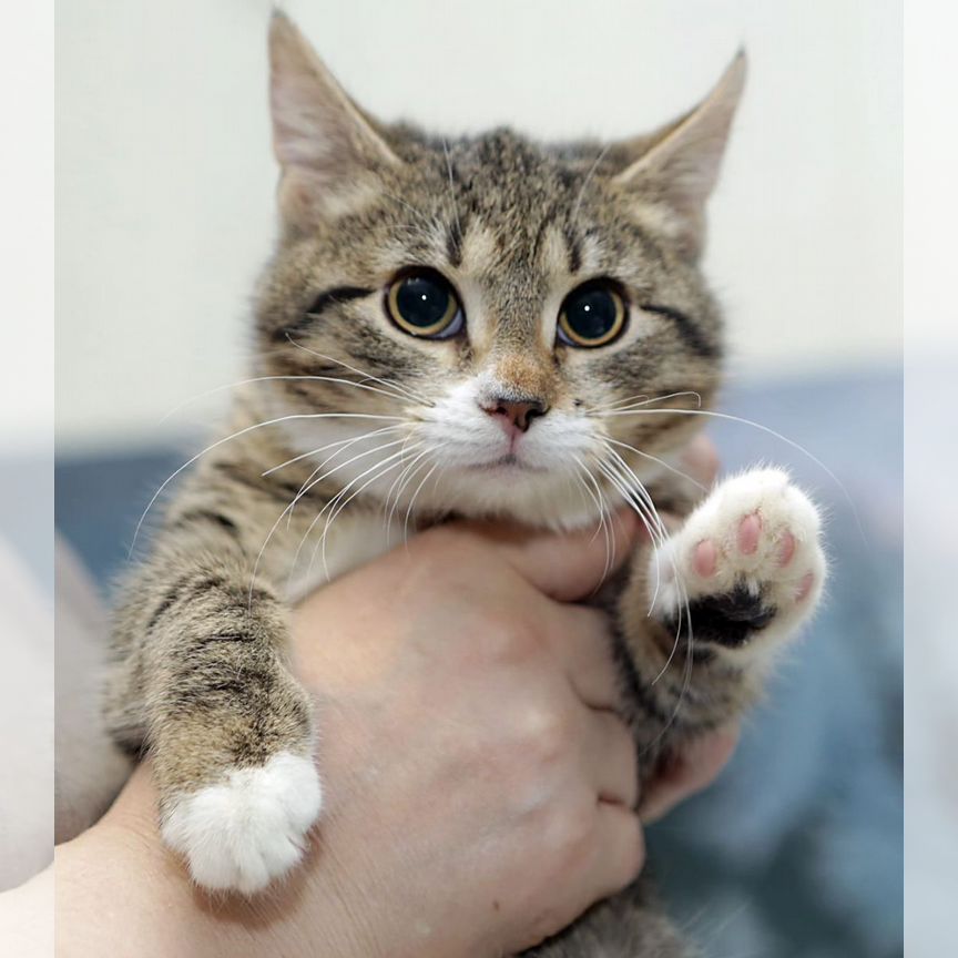 Котенок девочка в добрые руки