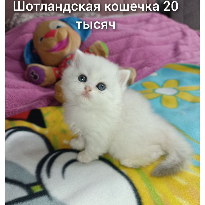 Серебристая шиншилла