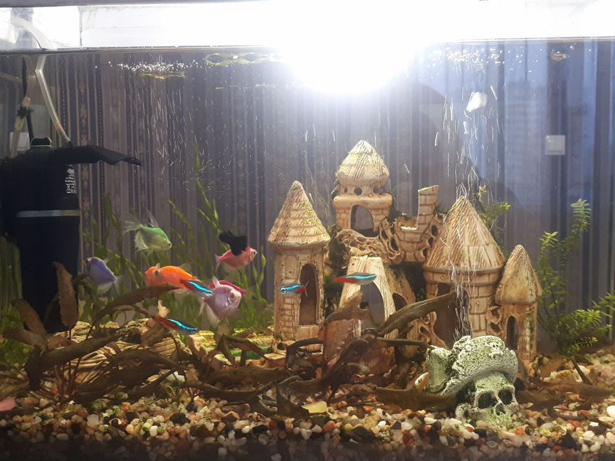 Аквариум с рыбками