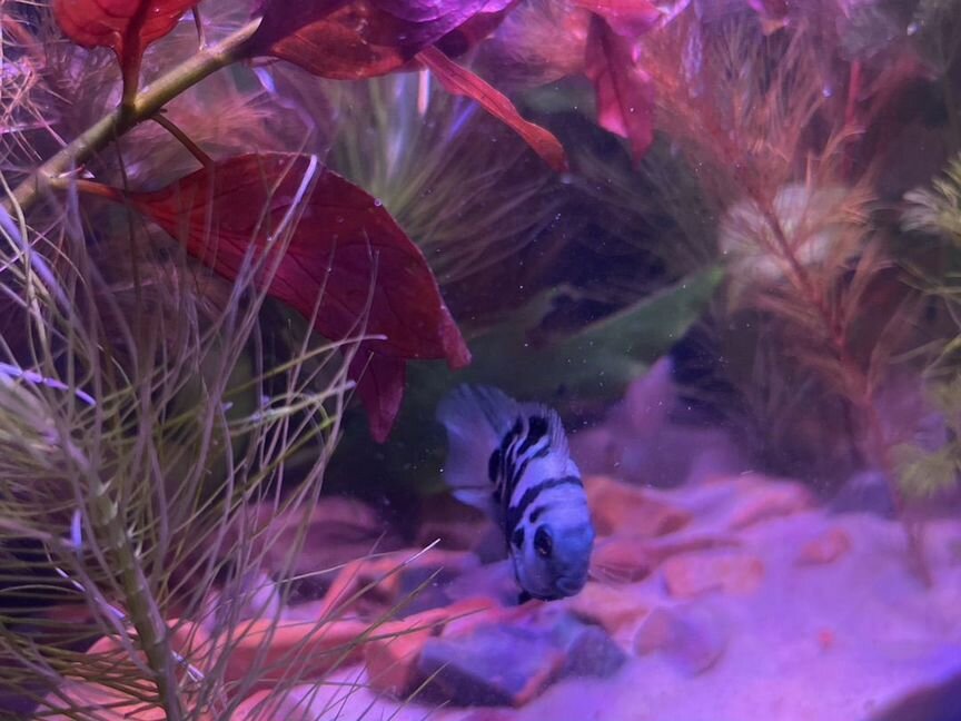 Рыба попугай