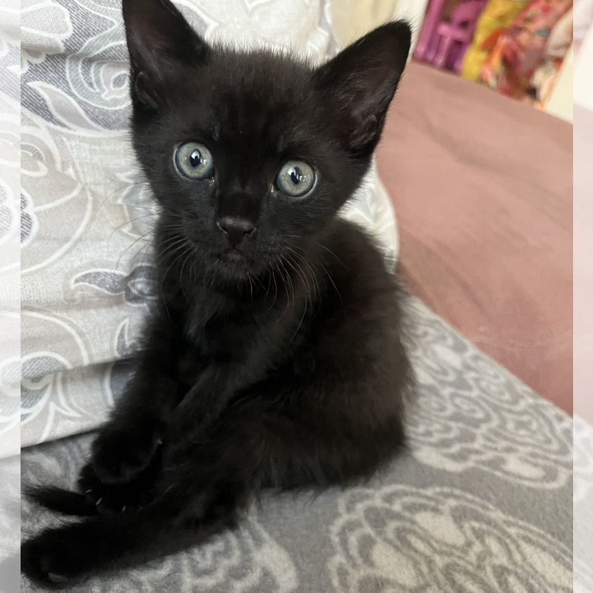Котёнок
