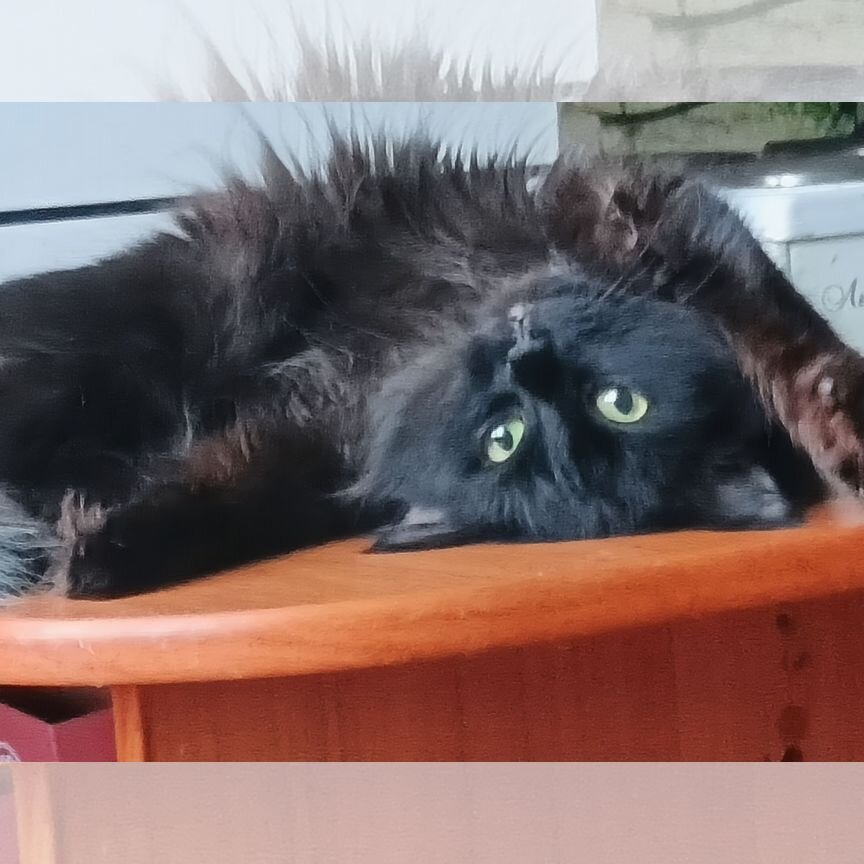 Американский бобтейл длинношёрстный, кошка вязка