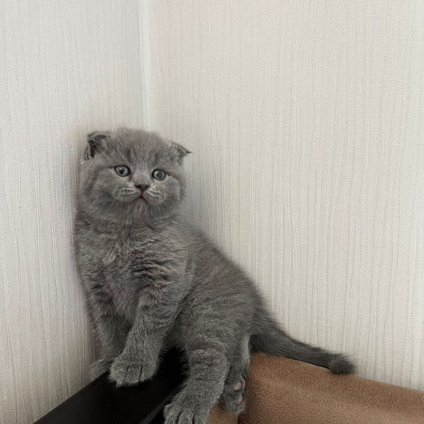 Шотландские малыши