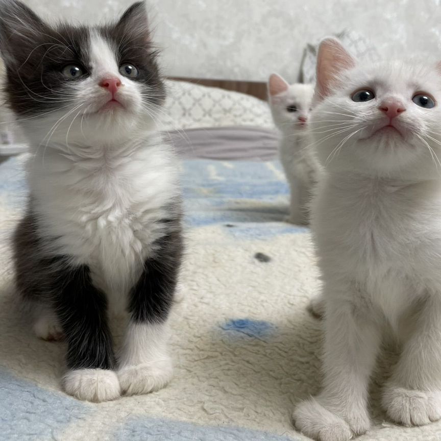 Невский маскарадный котёнок