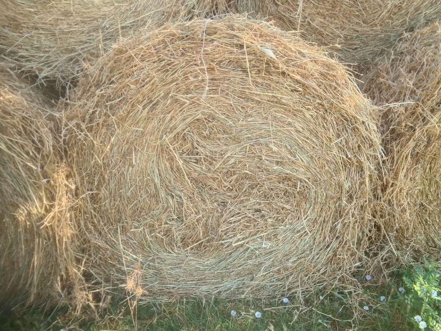 Гороховая сено без обработки химией