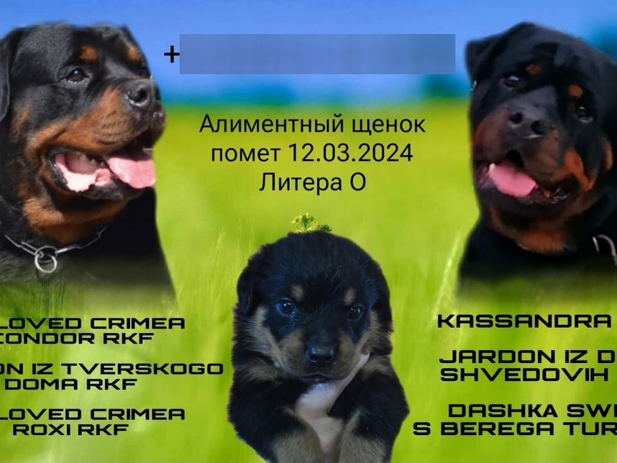 Щенки ротвейлера продажа