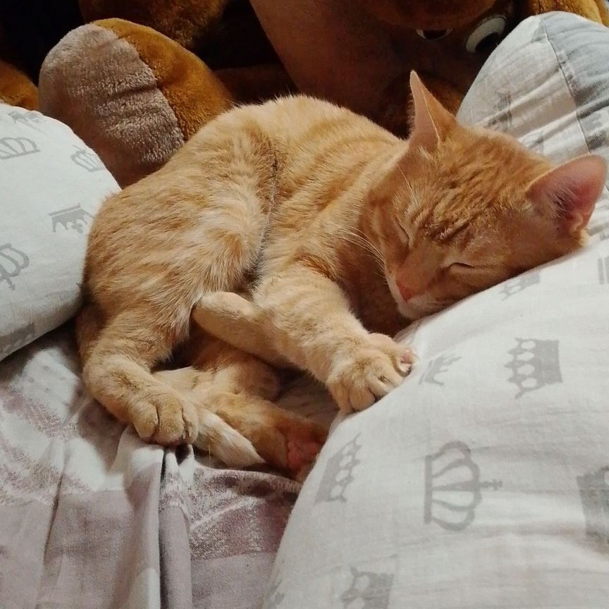 Взрослый кот в добрые руки