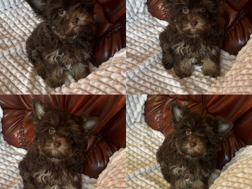 Сладкий мальчик шоколад