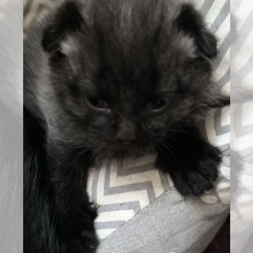 Британский короткошёрстный котёнок