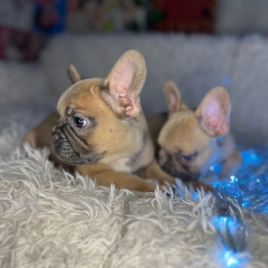 Французский бульдог щенки