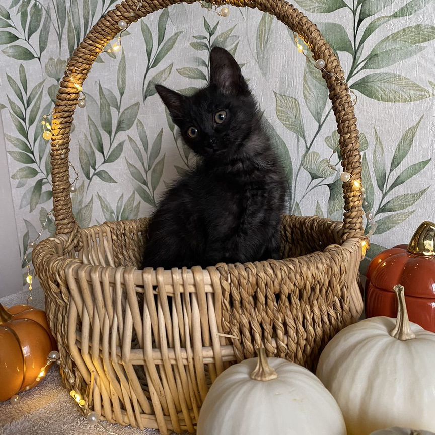 Котёк Коржик в добрые руки