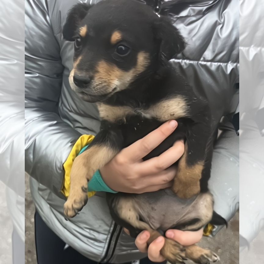 Русский той-терьер, щенок