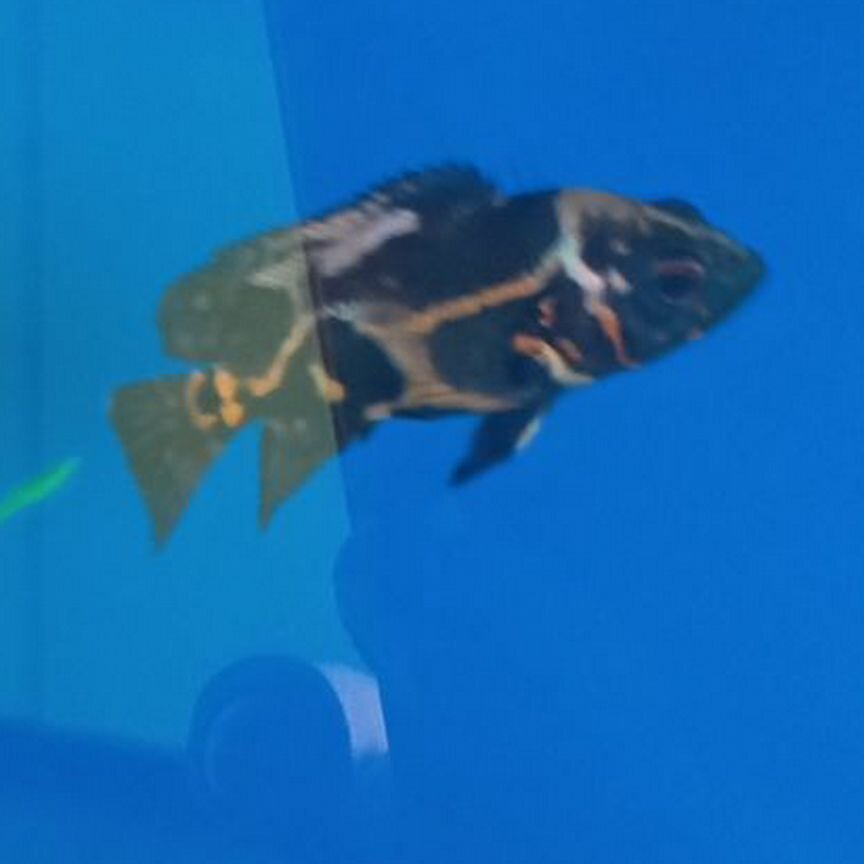 Аквариумные рыбки