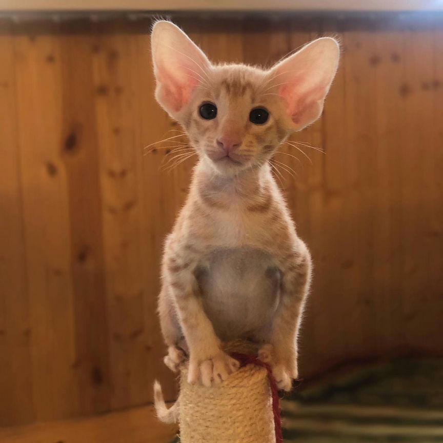 Ориентальные котята