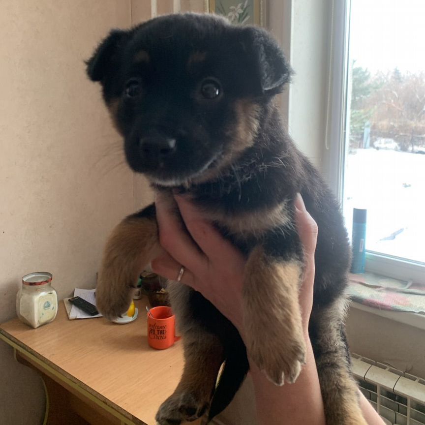 Щенок в добрые руки