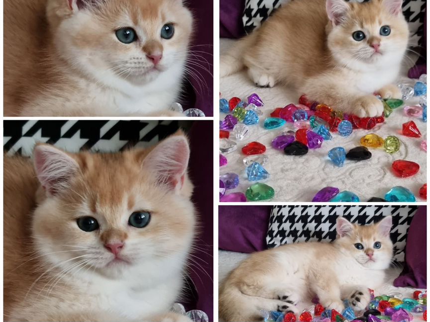 Золотые шиншилята