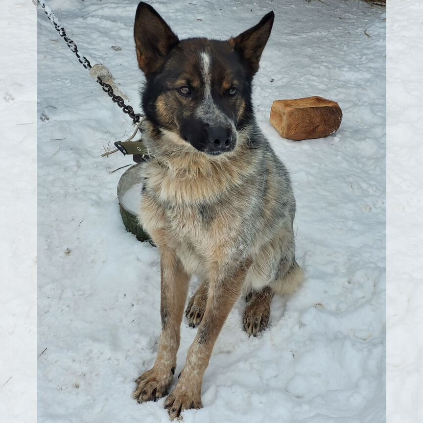 Немецкая овчарка, взрослый пёс