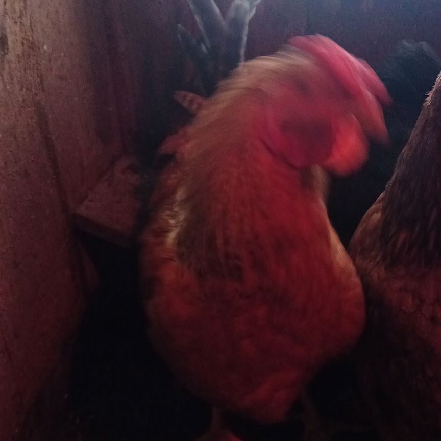 Домашние молодые петухи