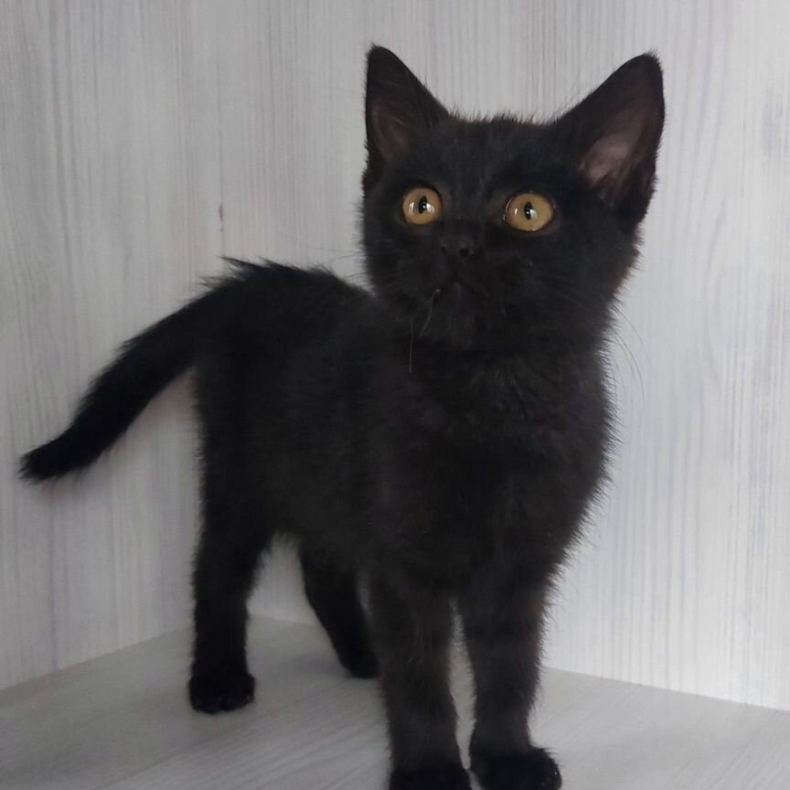 Котенок