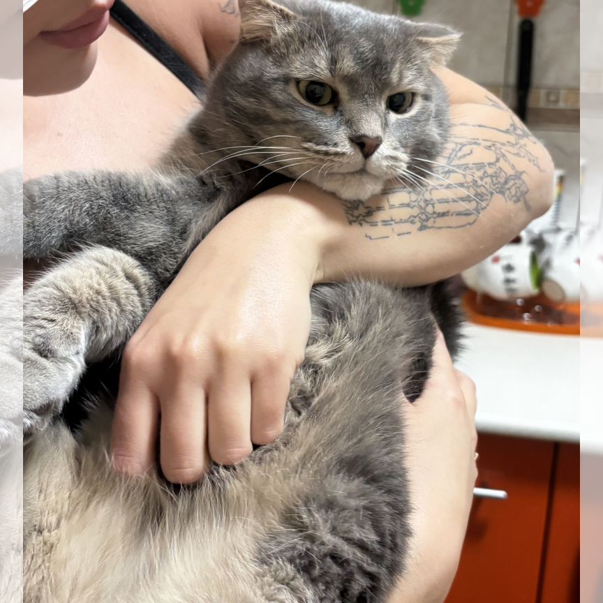 Взрослый кот в добрые руки