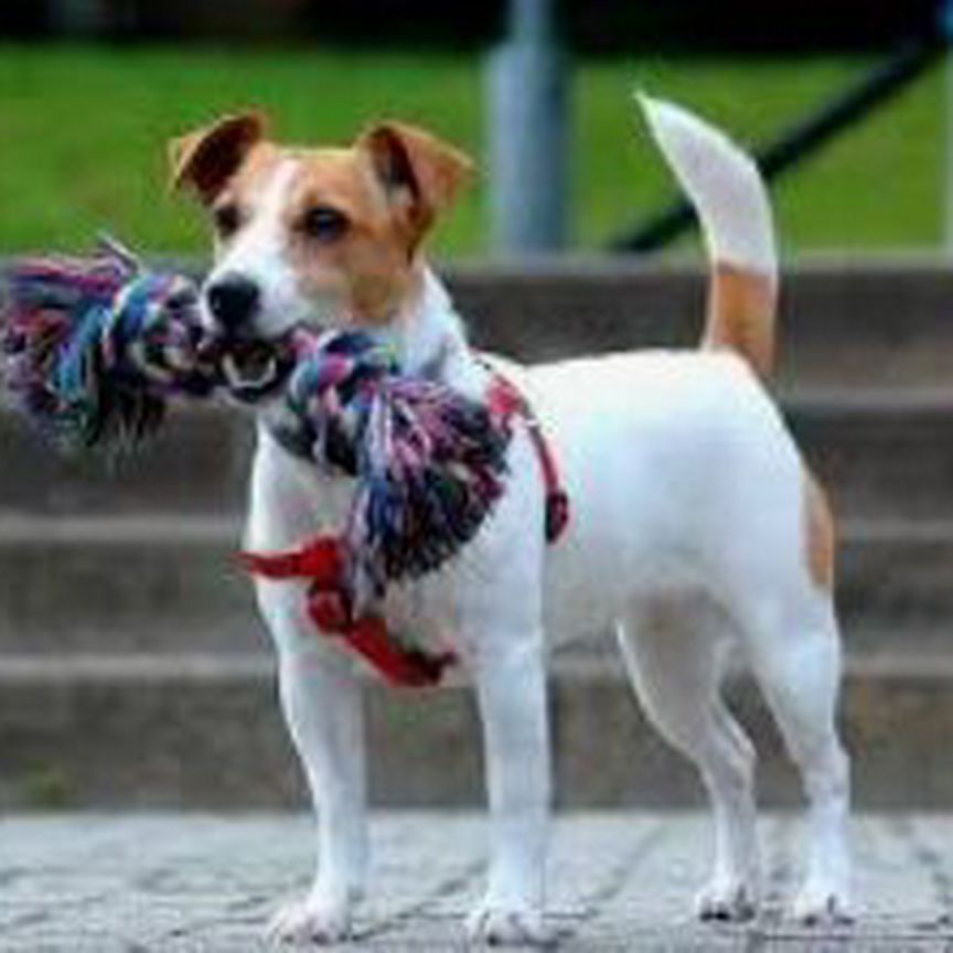 Выгул собак