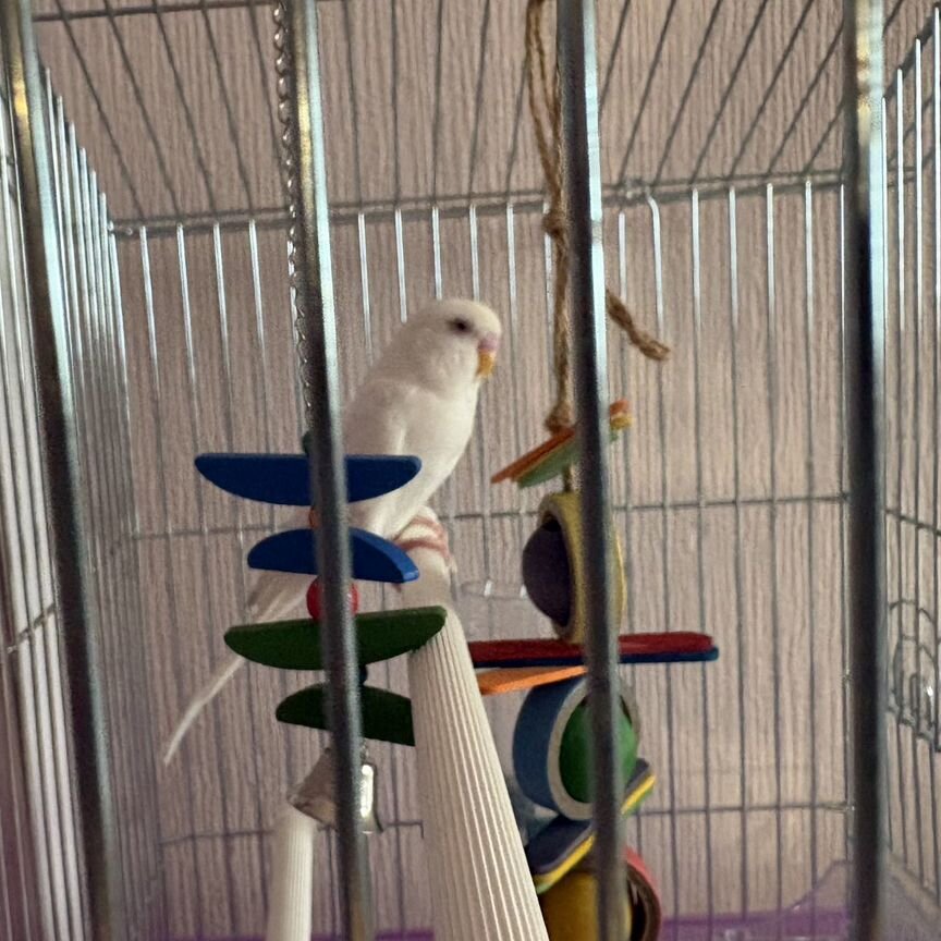 Белый волнистый попугай