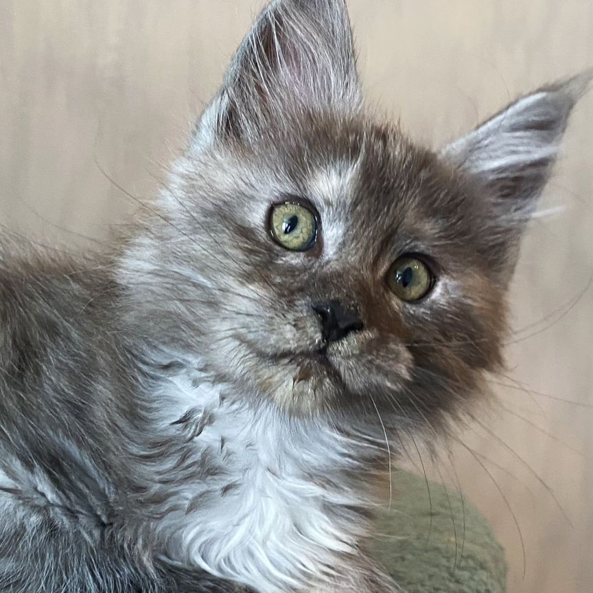 Мейн-кун серебро девочка