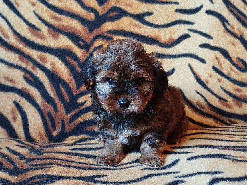 Йоркширский терьер щенки